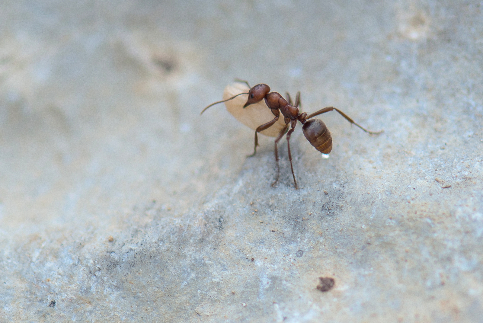 INSECTES et cetera ...: Le RAID des esclavagistes : Fourmis Polyergus ...