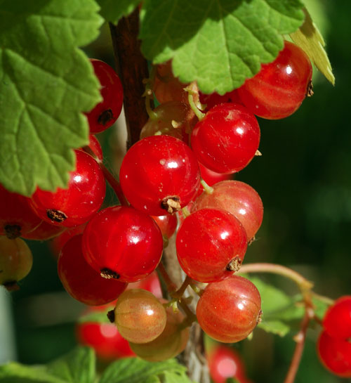 Disciplina della biologia che studia le forme di vita del mondo ...