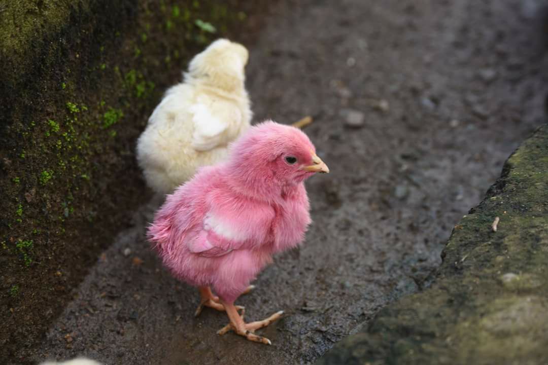 Los pollitos de colores | Con mi Nokia en la mano.