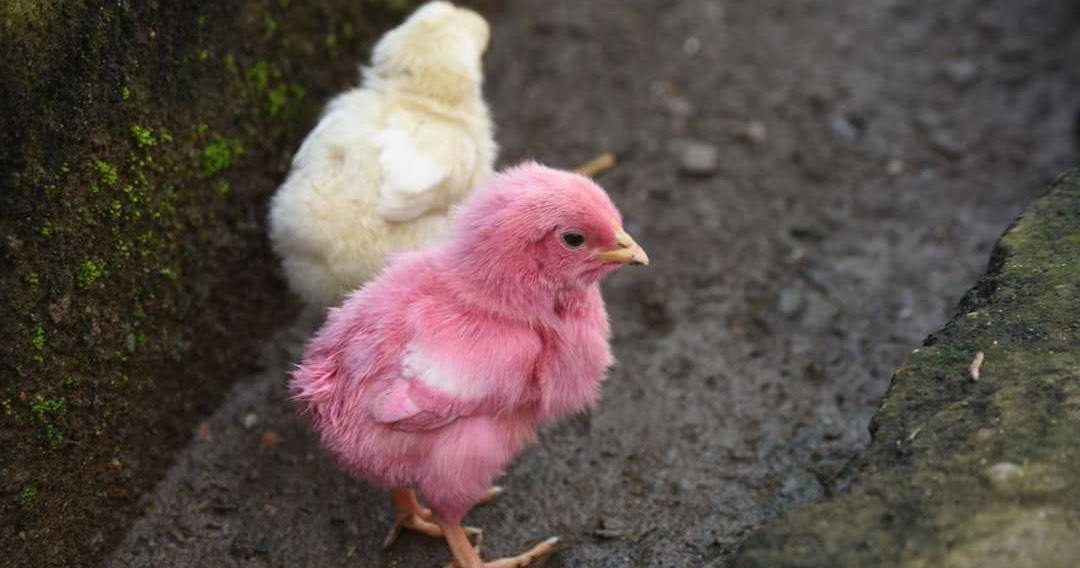 Los pollitos de colores | Con mi Nokia en la mano.