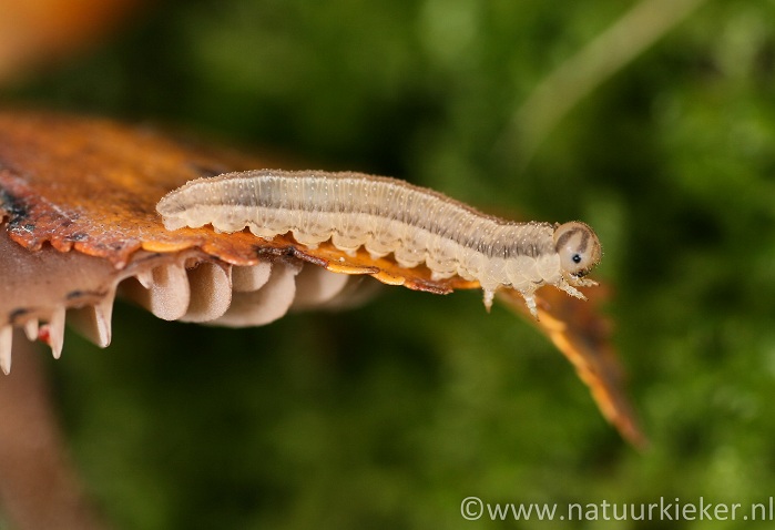Een rups is niet altijd een rups...