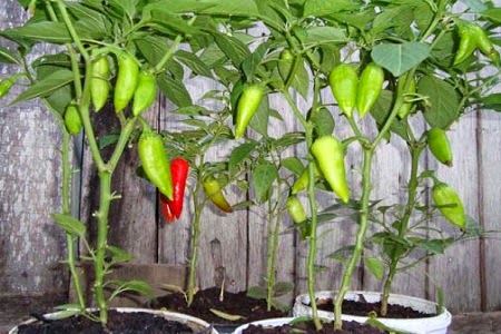 Tanaman Rumahan yang Bermanfaat: Tanaman Cabe yang lagi trend