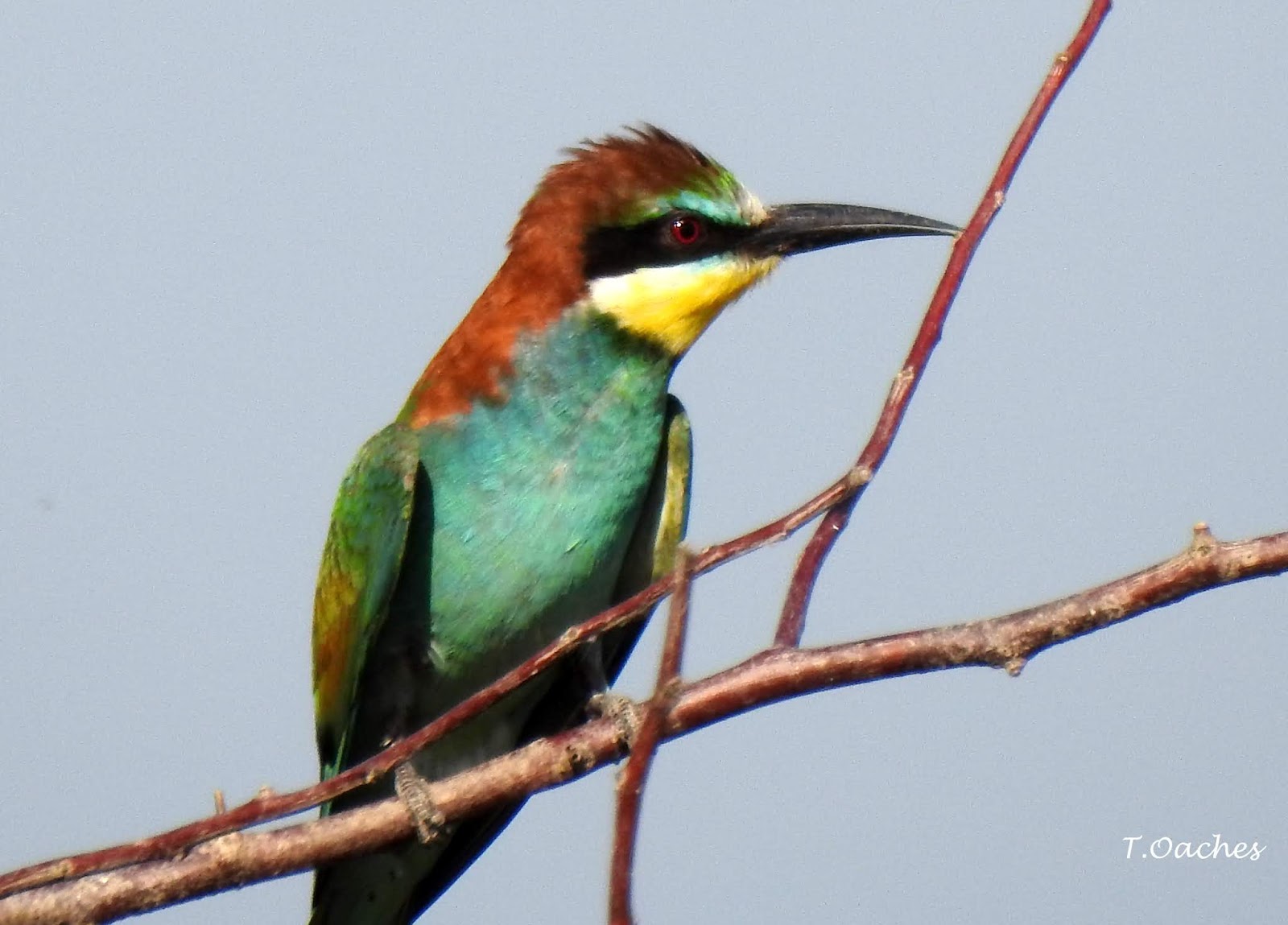 PASARI DIN ROMANIA: PRIGORIE, Merops apiaster