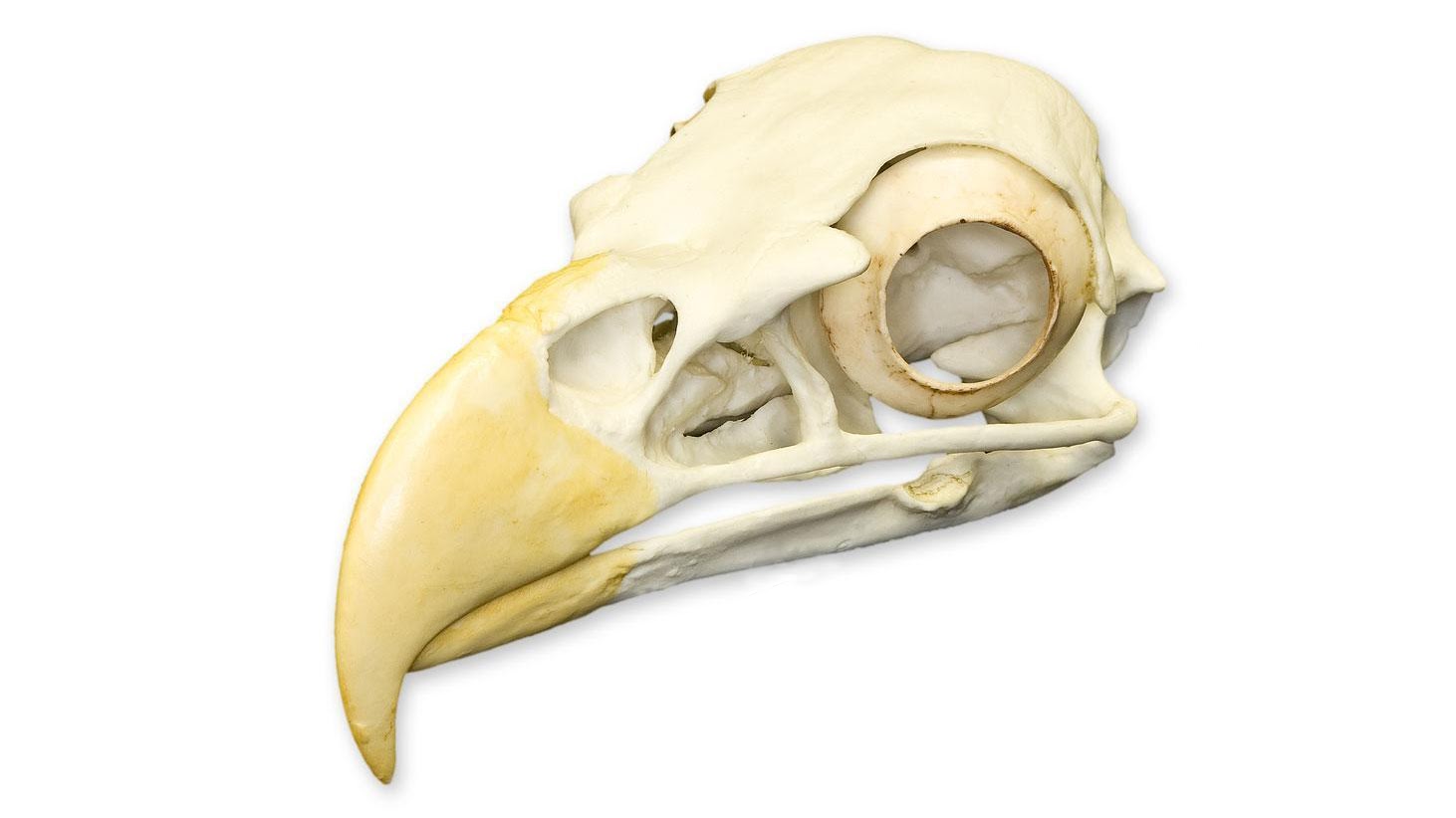 Rigging Asylum: Bird Anatomy - Skeletal