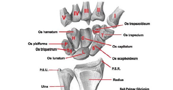 Antroposözlük : Ossa Carpi