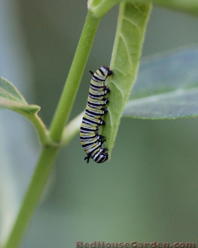 Red House Garden: Red House Garden Babies