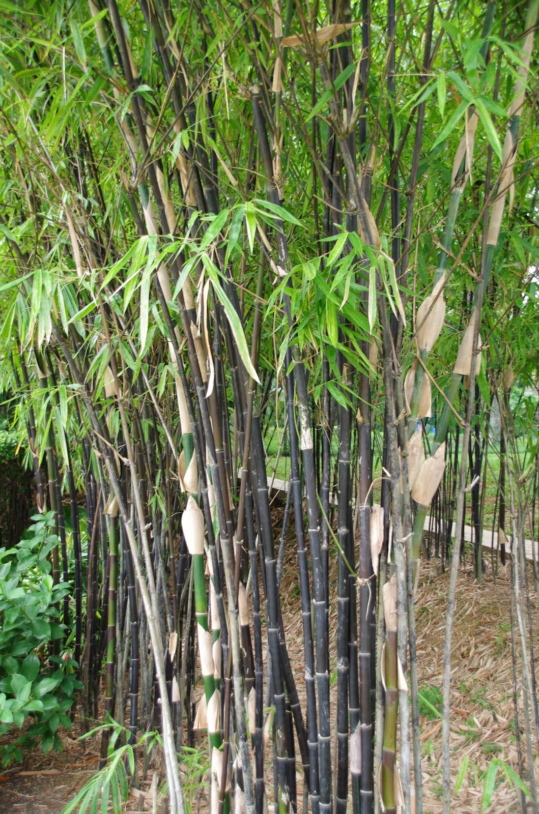 Trees and Plants: Black Bamboo
