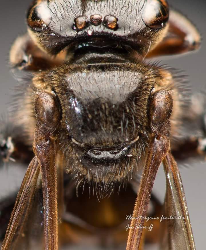 Bilut Valley Bee Farm - Stingless Beefarming: Meliponines by Gee ...