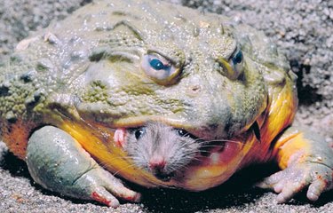 Trust with your mind and you`ll get the best: PRAZZER- The Biggest Frog ...