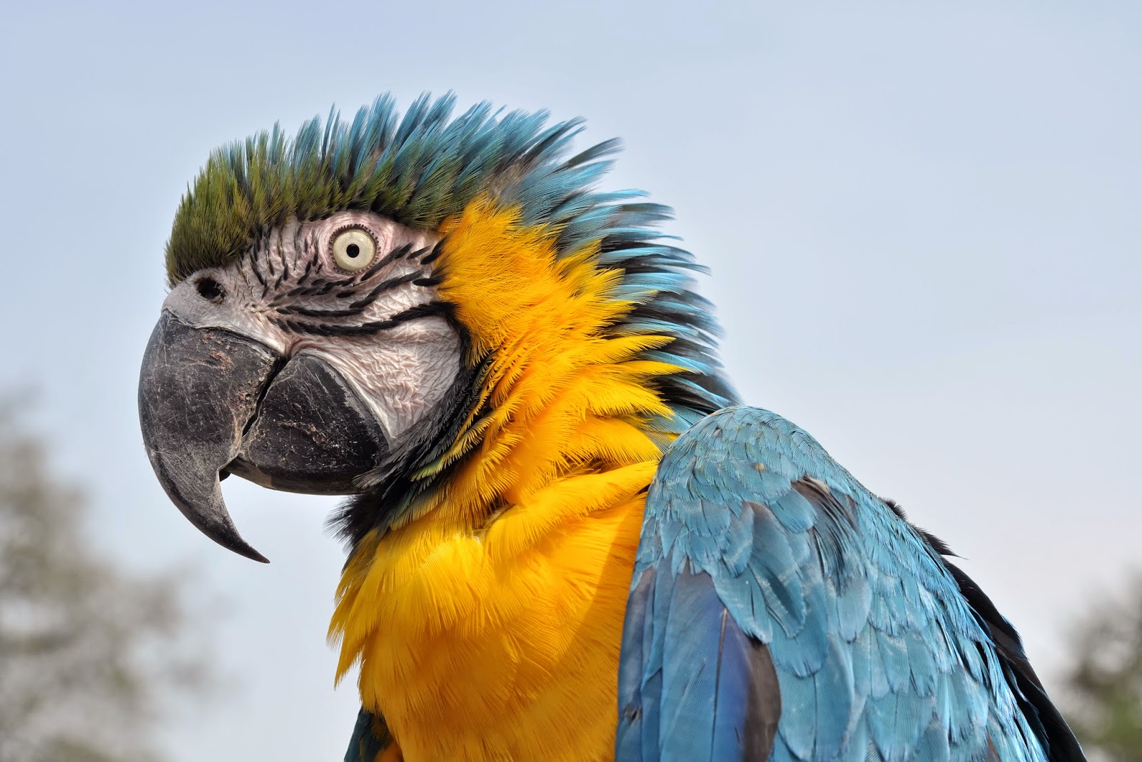 Blog si cuvinte,parlite.: Pasari