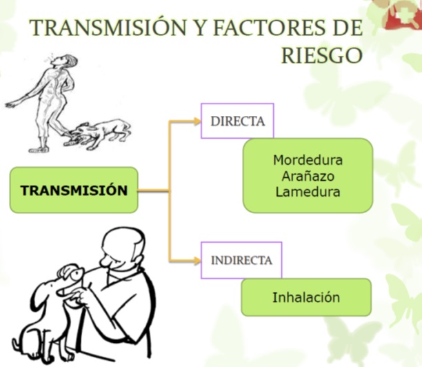 Enfermedades infecciosas: CAUSAS Y FACTORES DE RIESGO DE LA RABIA