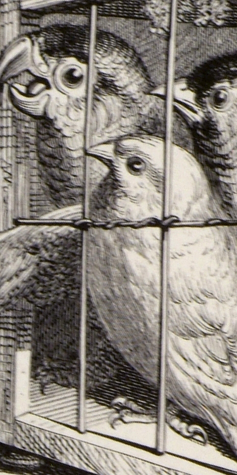 Kiwi's Angels: Florian's Parrot Fables