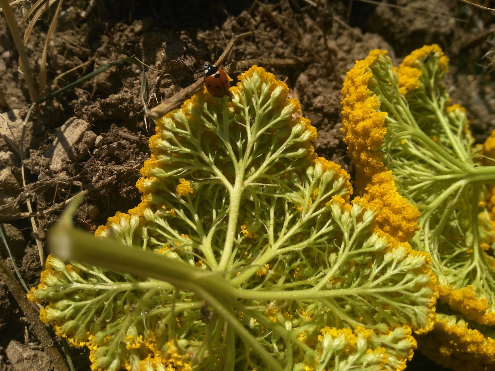 al encuentro con las flores