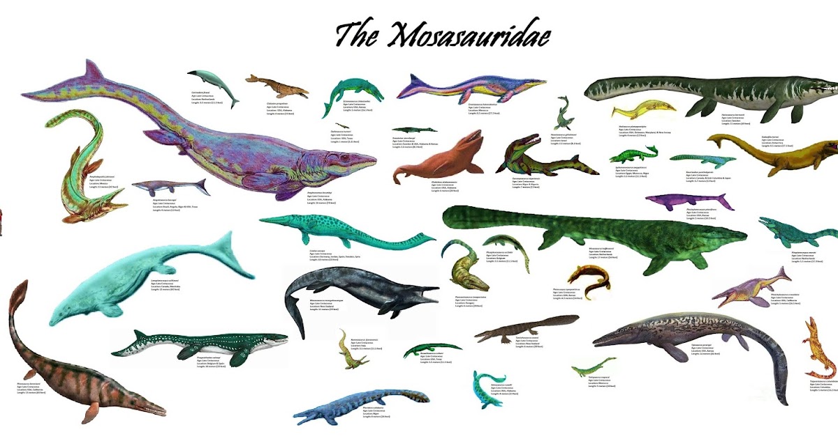 Los mosasaurios. Terror de los mares cretácicos.