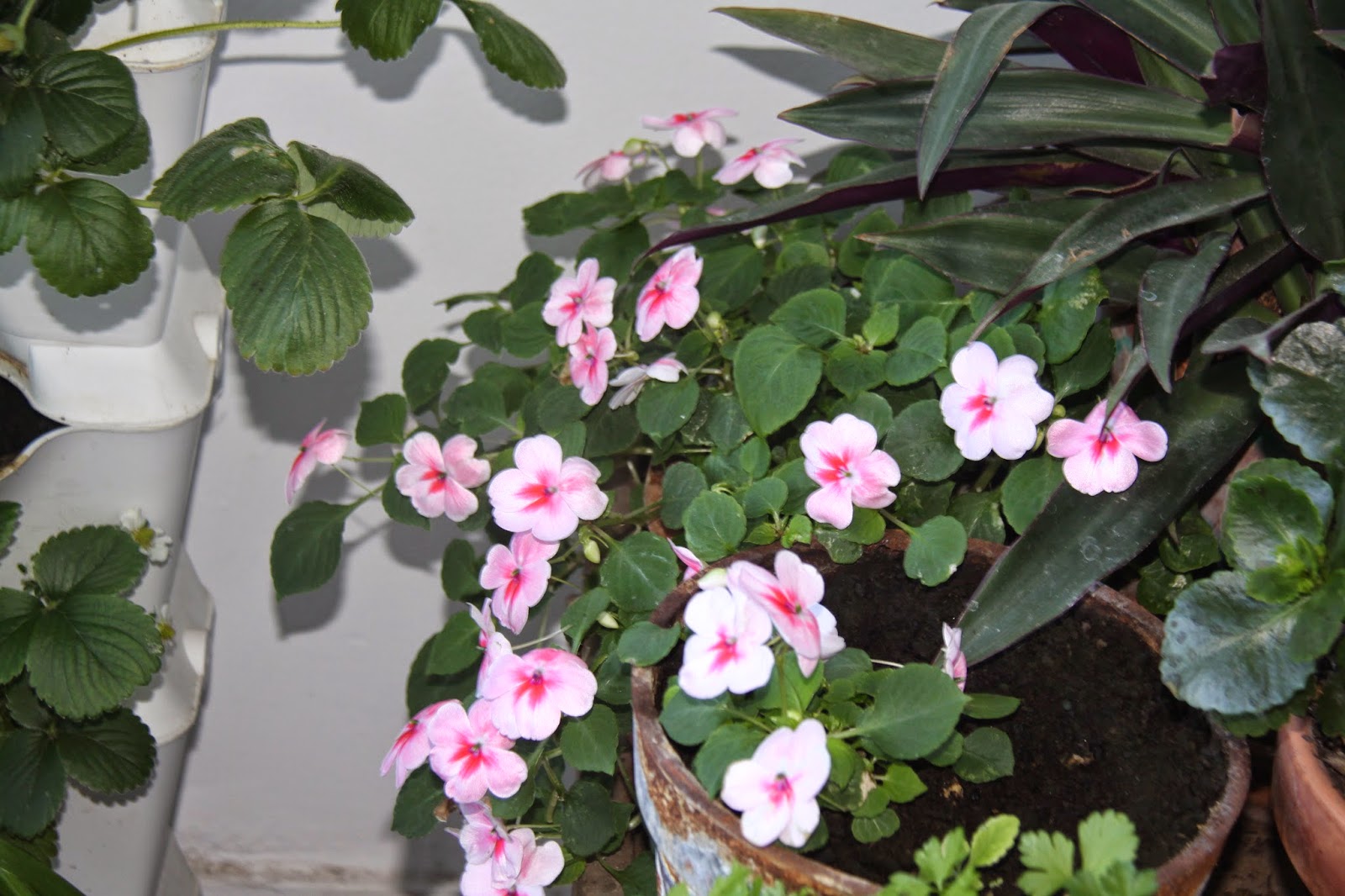 Um jardim para cuidar: Alegria-do-lar ...indispensável para um jardim ...