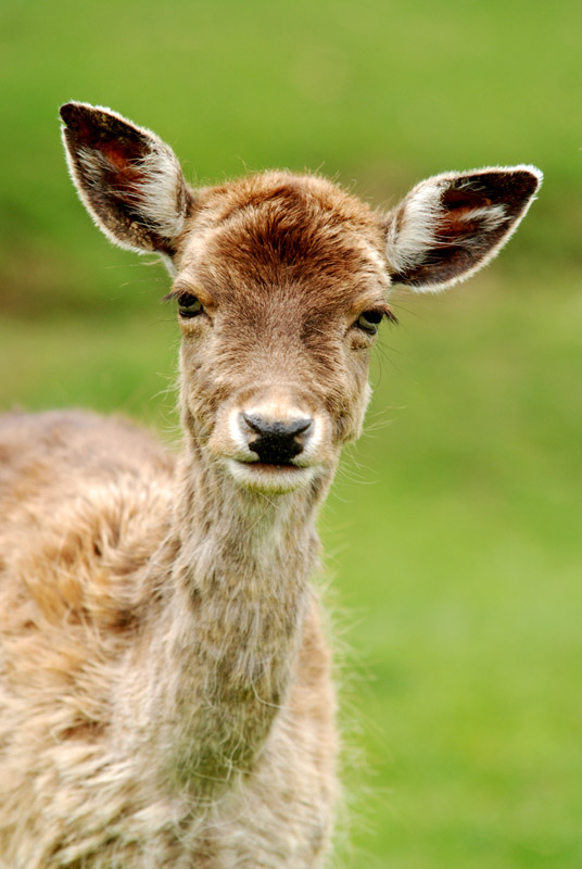 What is it all about?: Damjak (Dama dama)