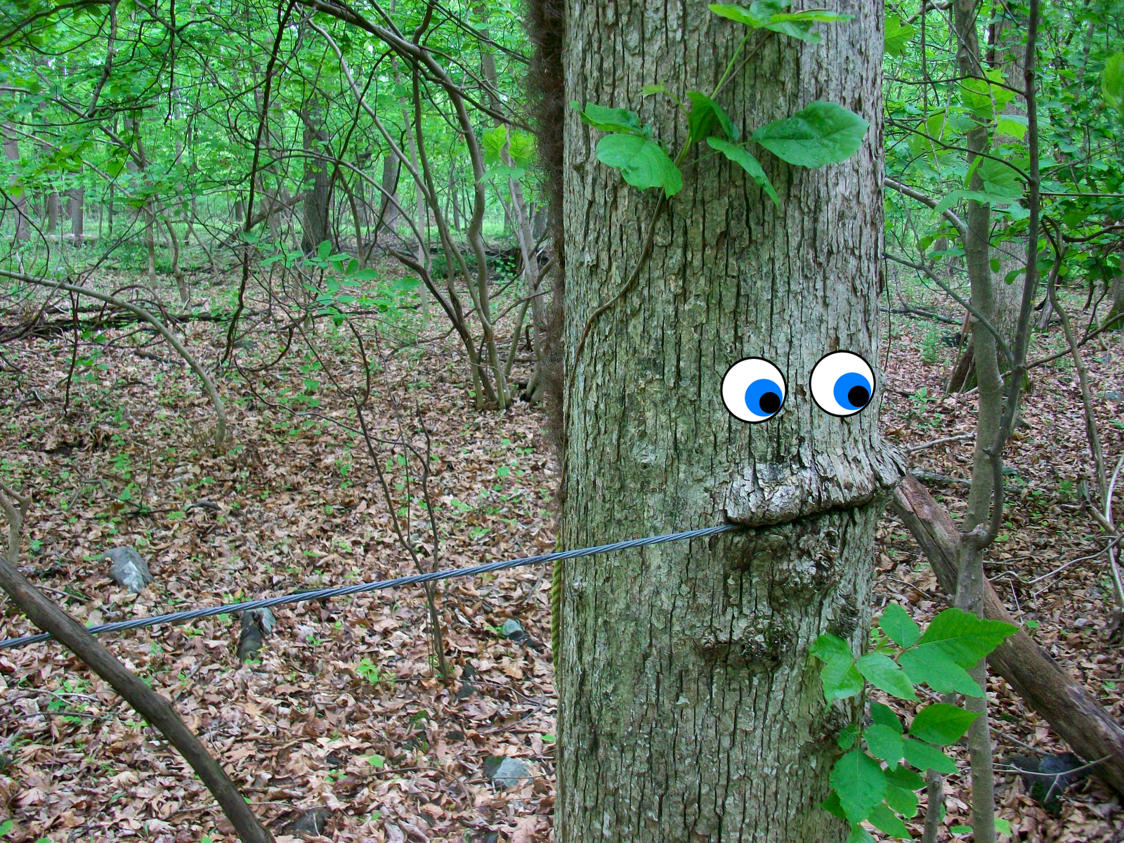 Gags' Blog: Photo: Hungry Tree