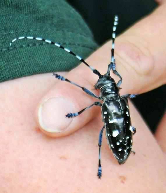 Gardens + Insects: Zebra Bug - Longhorn Beetle - ANSWERED