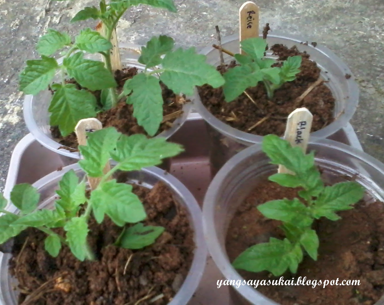 Yang Saya Suka: Menanam Tomat #3. Memperbanyak dengan Potongan Tunas