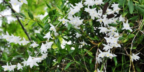 Tentang Dia Mis Rheia: Harumnya Anggerik Merpati