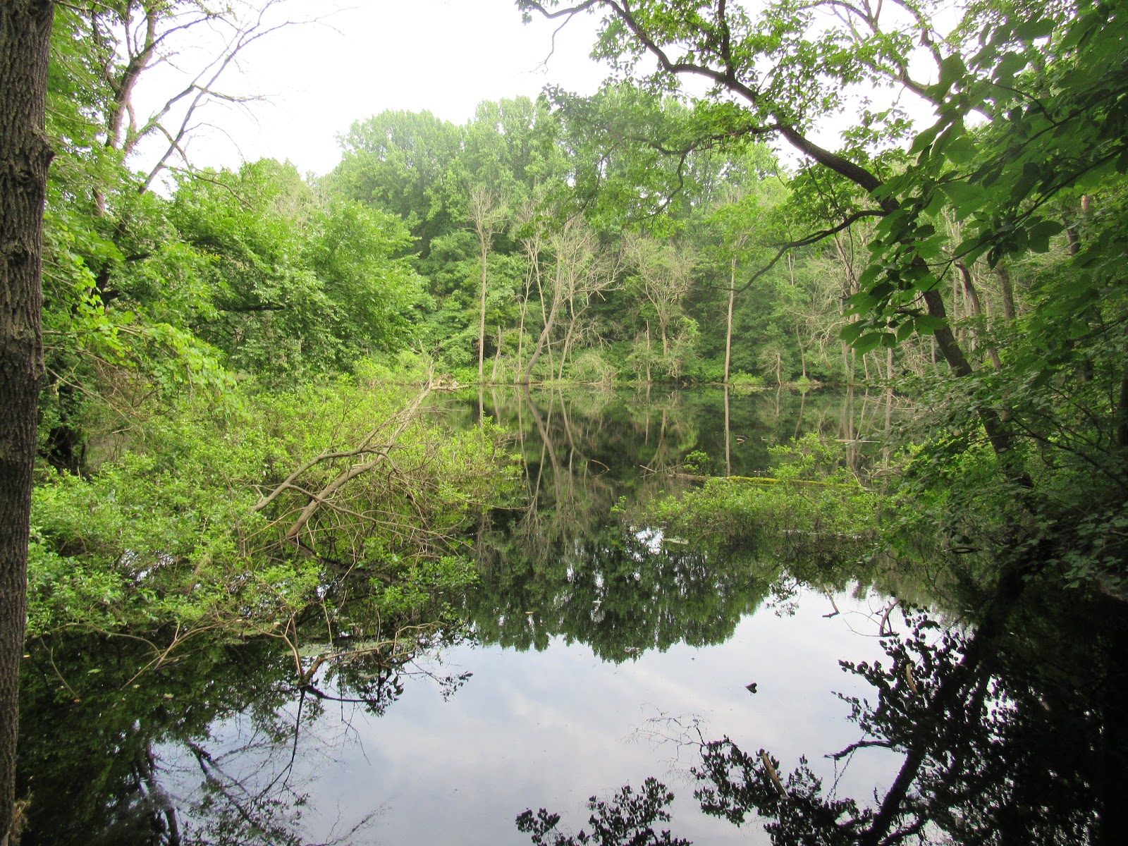 The Wild Land of Lincoln: How To Make A Quaking Bog