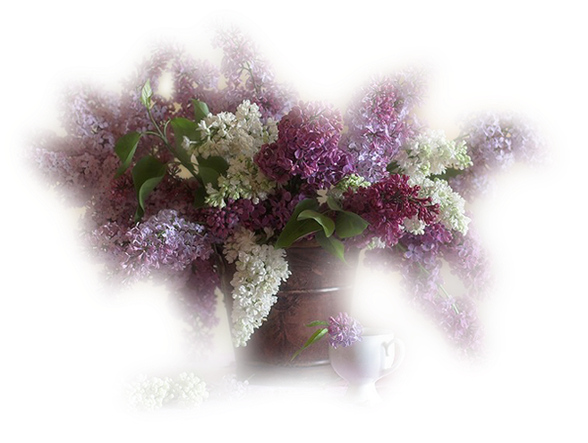 Sysy Képtára: Nárcisz - Orgona