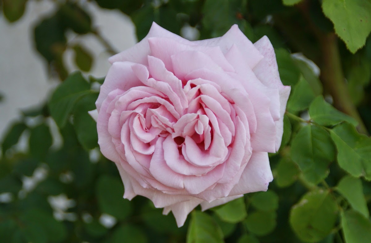 Organic Garden Dreams: June Roses