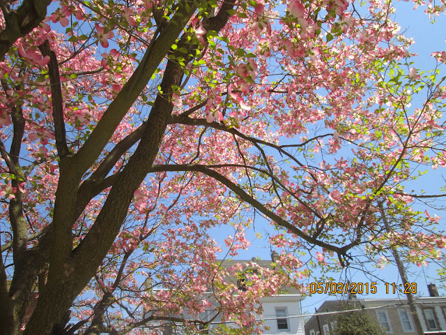 Looking At Life Through My Bifocals - Sharing my life one day at a time ...