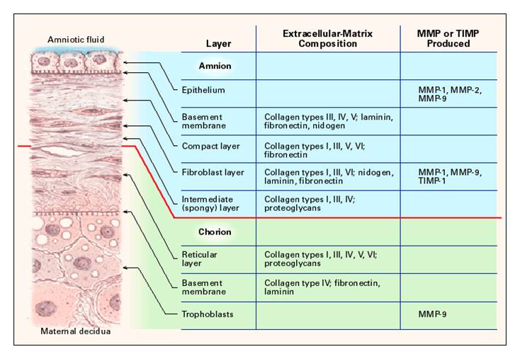 Blog Seputar Kesehatan: ASUHAN KEPERAWATAN PASIEN DENGAN KETUBAN PECAH ...
