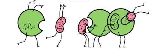 Cuéntame de Ciencia: ¿Qué es la autofagia?