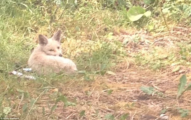 White Wolf : The extremely rare albino foxes were spotted taking a nap ...