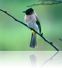 Bulbul : Episode - 153