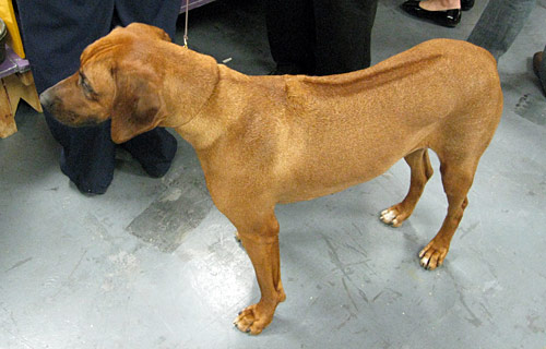 Perro crestado rodesiano