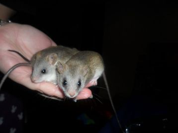 cobais del Rentonar: Rata de la Acacia. ( Thallomys paedulucus )