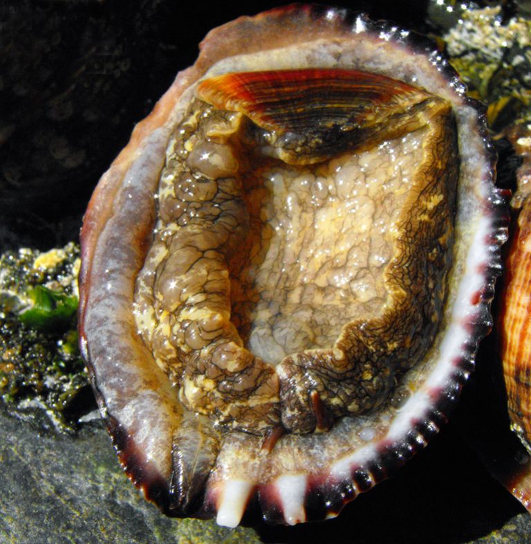 Eating Chilean: Loco over locos, Chilean “abalone”