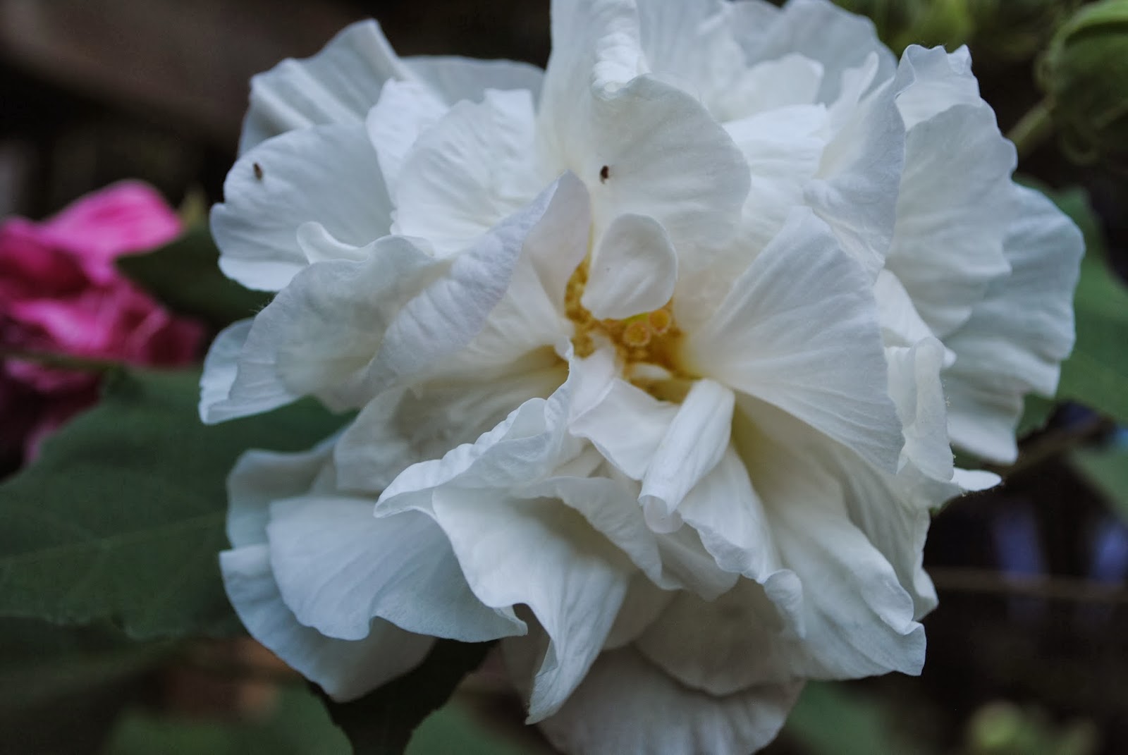 Brambly Pines: Confederate Rose