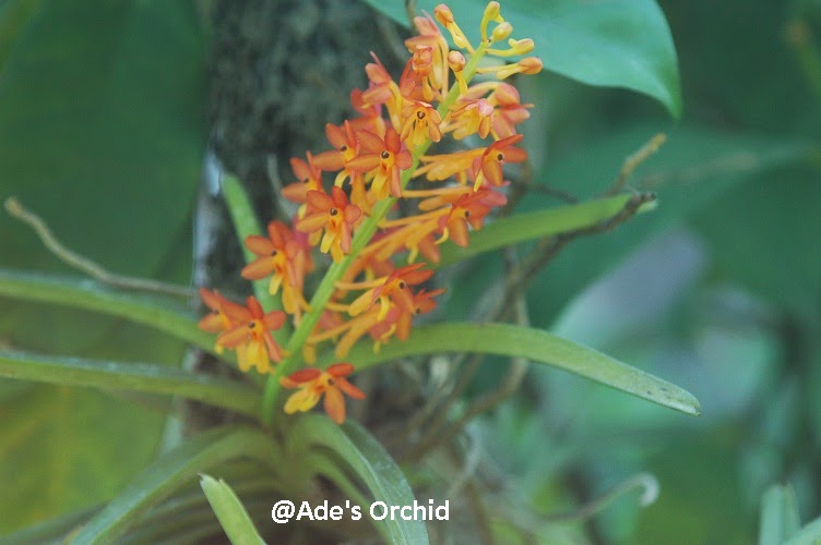 Ade's Orchid: Ascocentrum miniatum aka Vanda miniatum