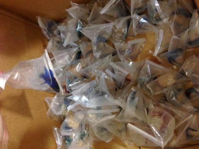 Cara Packing Untuk Pengiriman Ikan Cupang Hias | Just Another Betta Store