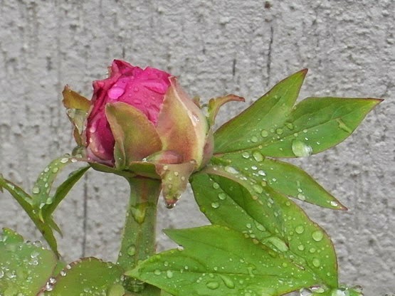 Fotoreporter pentru mediu: Bujor