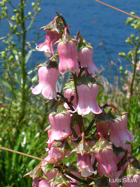 Beautiful Flowers Blog Imut: Beautiful Flower - Azorina