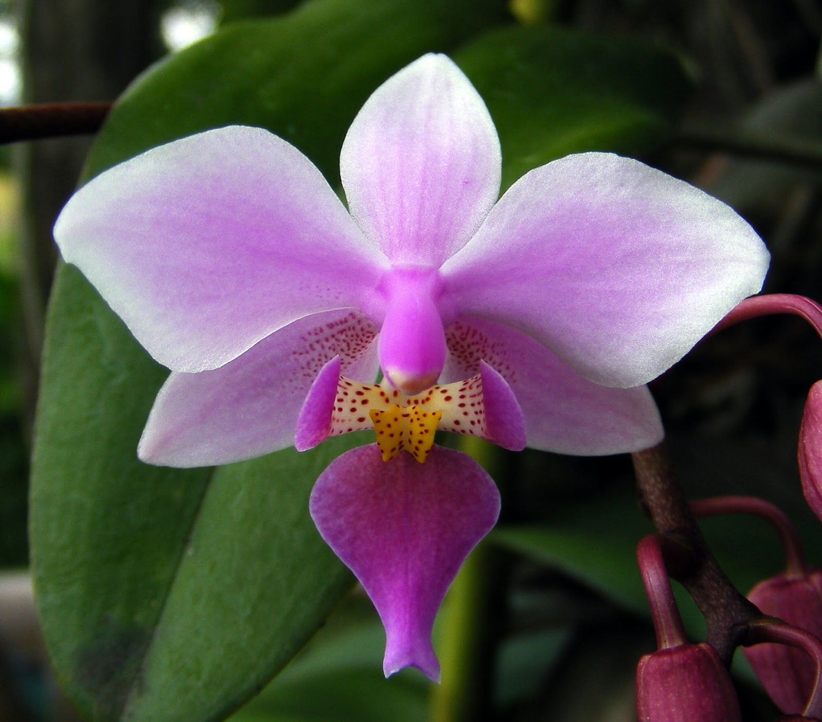 Phalaenopsis: a photographic compendium of Philippine species