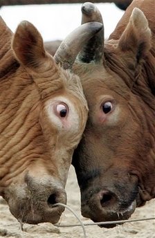 Bull Headed Babe: An Exciting New Chapter for a Bull Headed Babe