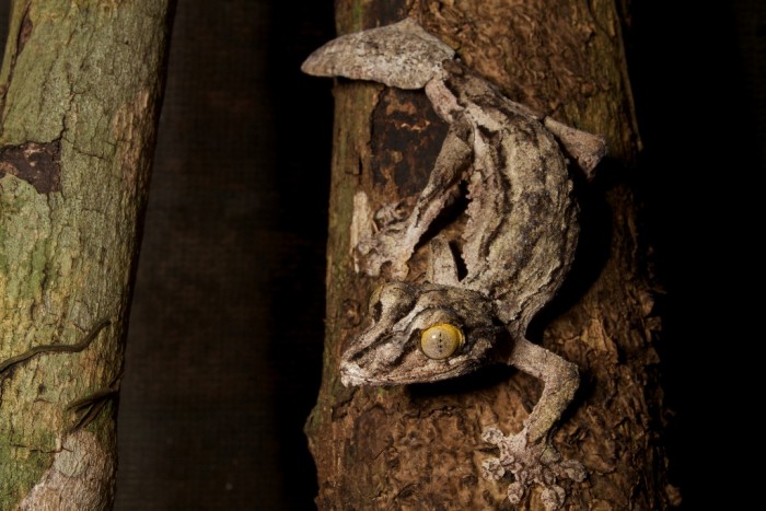 6 Hewan Ini Memiliki Penglihatan Yang Tajam - Dunia Hewan