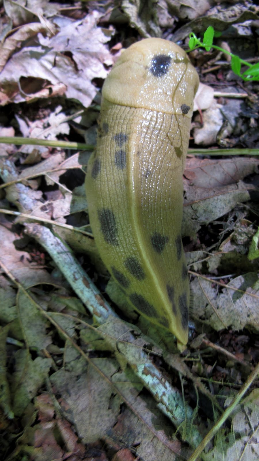 mizblueprint: Banana slugs in Napa