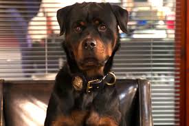 Show Dogs Movie Review: A Family Oriented Comedy With Smart-Alecky ...