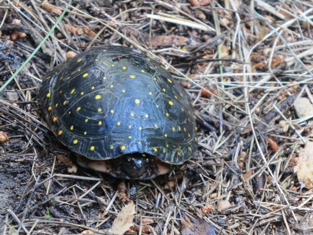 Clemmys guttata: la tortuga moteada: de maig 2013