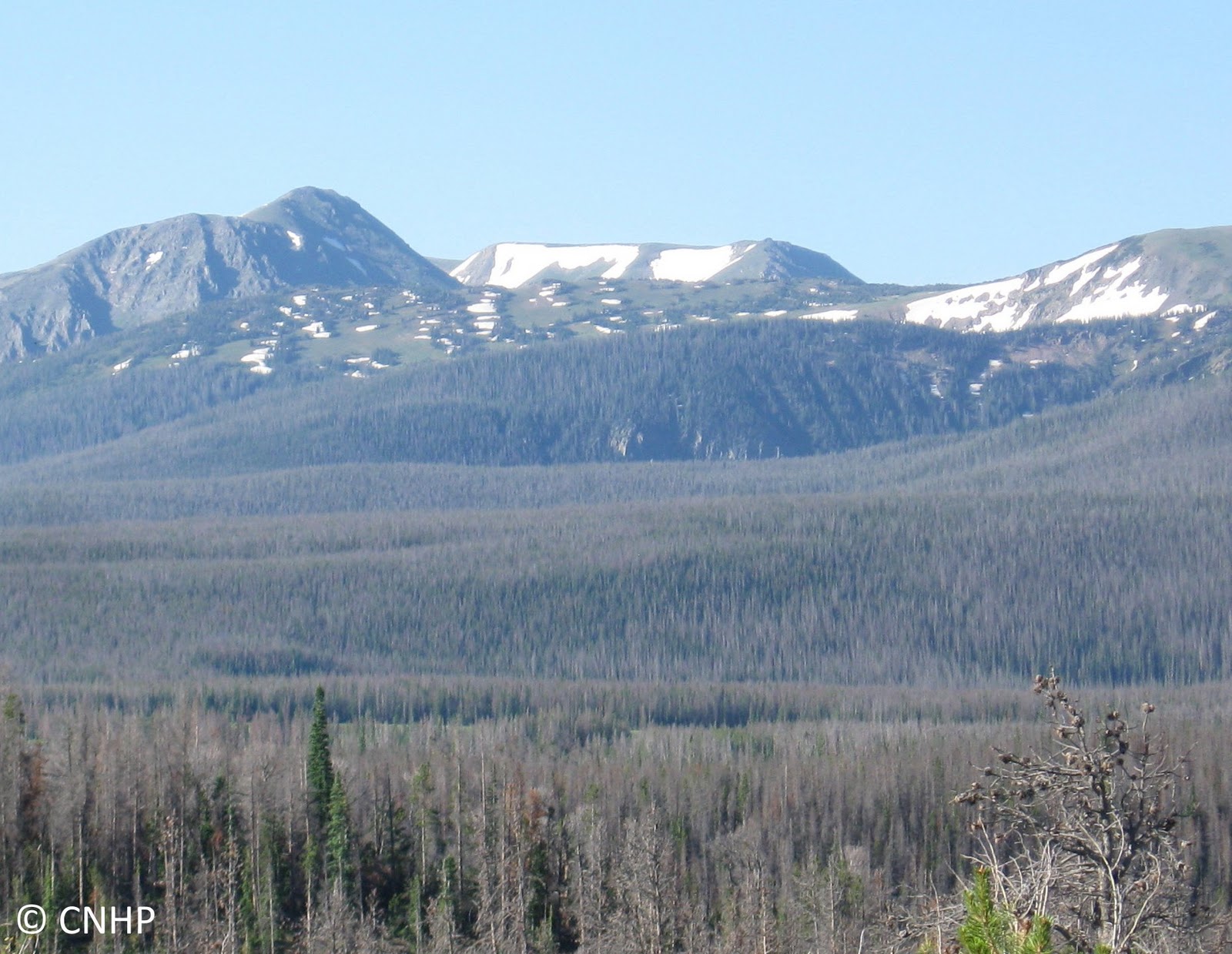 CNHP Blog: Ecological Systems: Lodgepole Pine