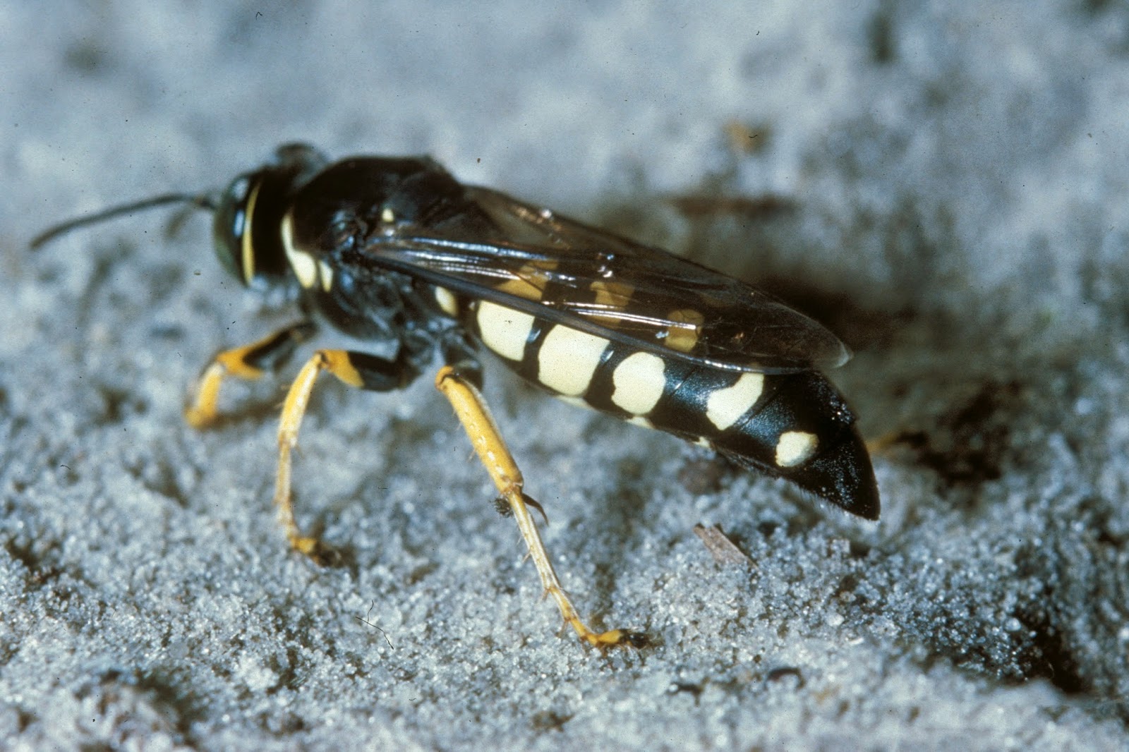 One species a day: Horse Guard Wasp