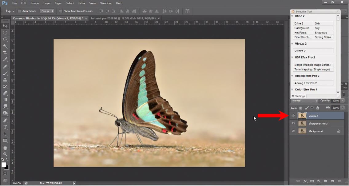 Butterflies of Singapore: Butterfly Photography Series