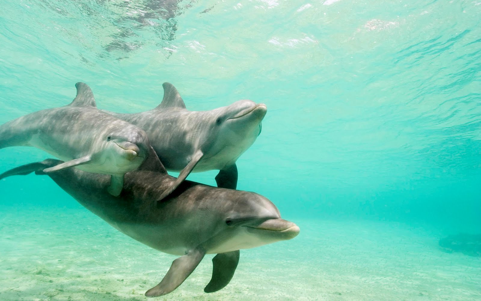 idool Delfines nadando en el mar de agua color turquesa | wallpaper hd ...
